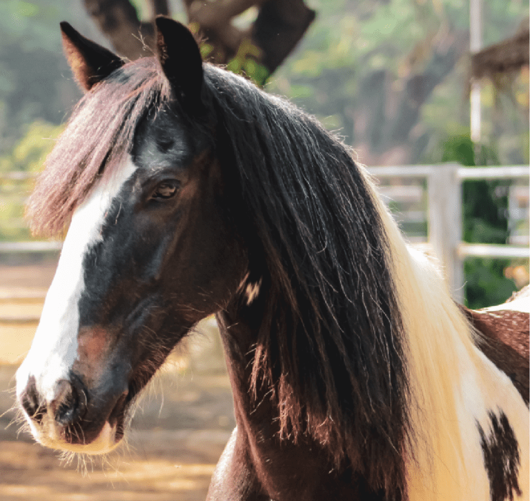 Riding Lessons - Japalouppe