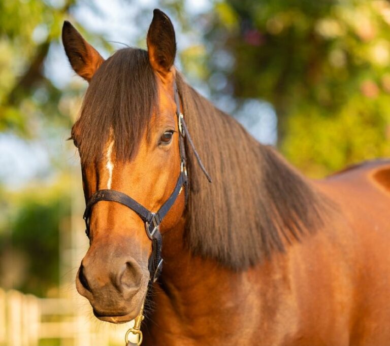 Riding Lessons - Japalouppe