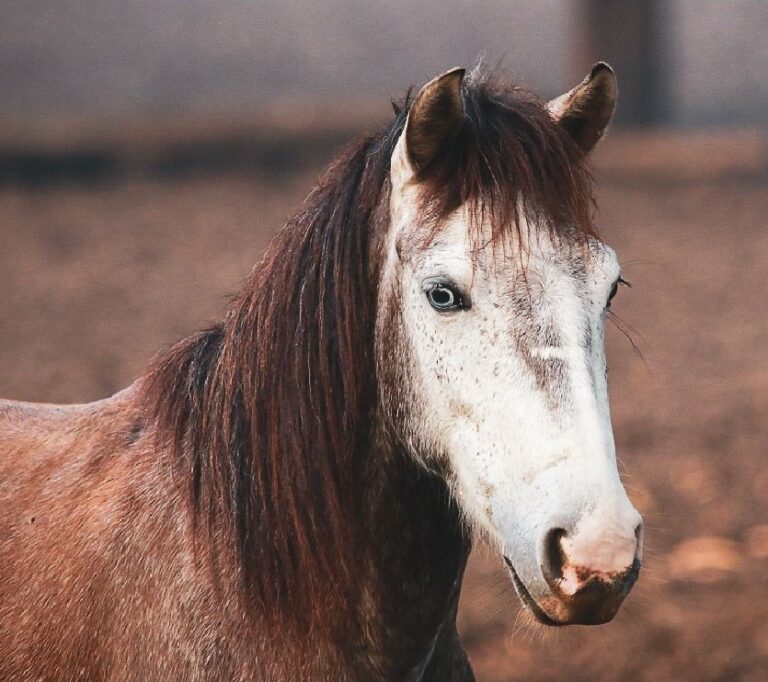 Riding Lessons - Japalouppe