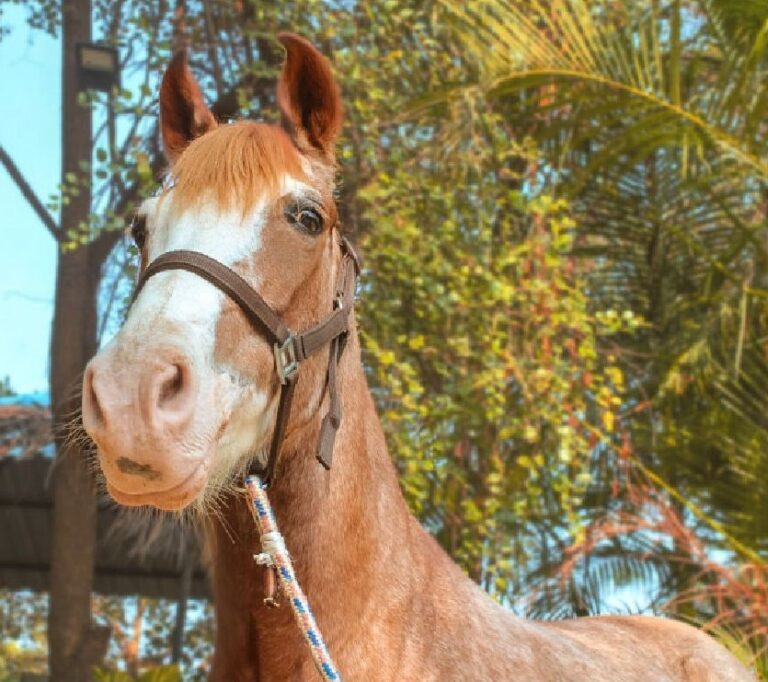 Riding Lessons - Japalouppe